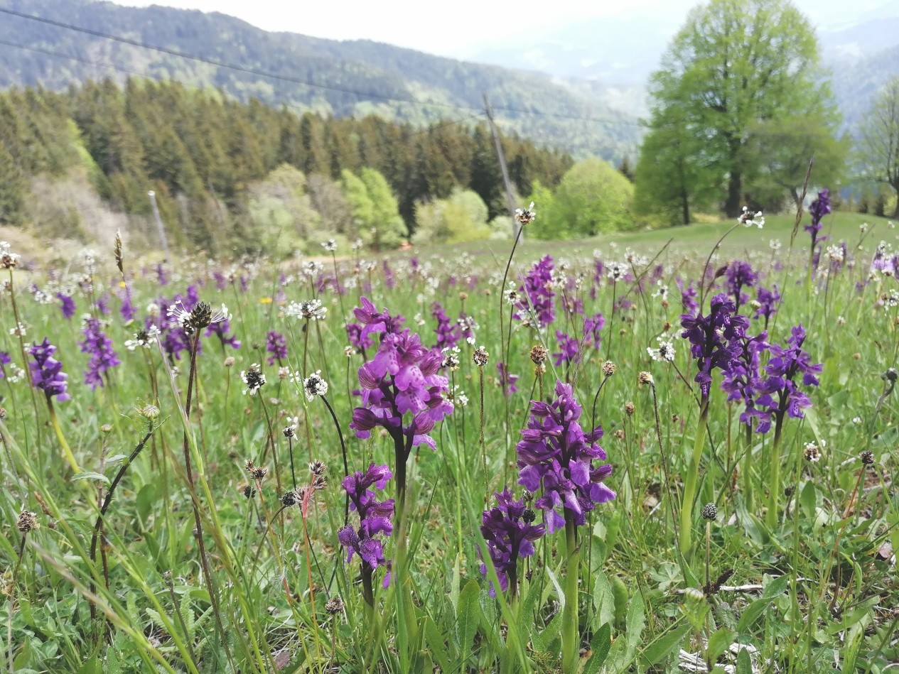 Integrating biodiversity conservation into food systems through ...